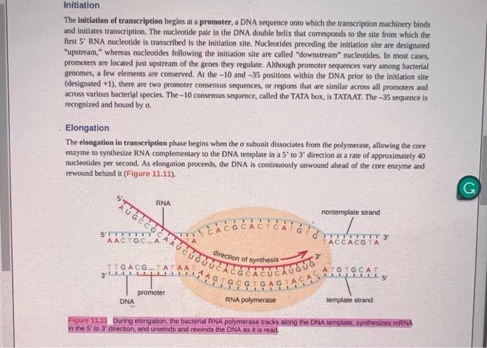 Solved (2) Below is a DNA sequence. Envision that this is a | Chegg.com