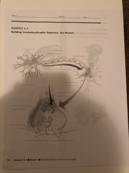 Solved HANDOUT 5-2 Graphic Organizer: The Brain Fill in this | Chegg.com