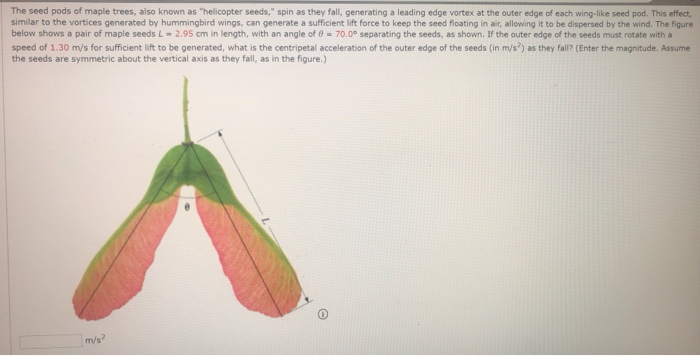 Solved The seed pods of maple trees, also known as | Chegg.com