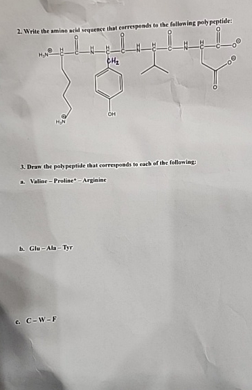 Solved Draw the polypeptide that corresponds to each of the | Chegg.com