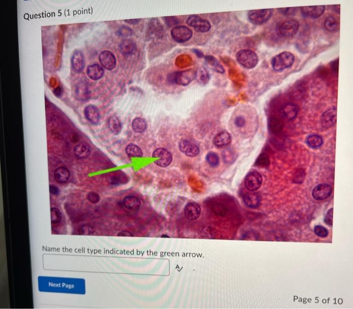 Solved Question 9 1 Point Name The Organ Shown In This 