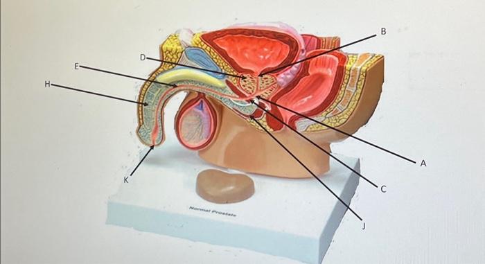 Solved Label Accordingly | Chegg.com