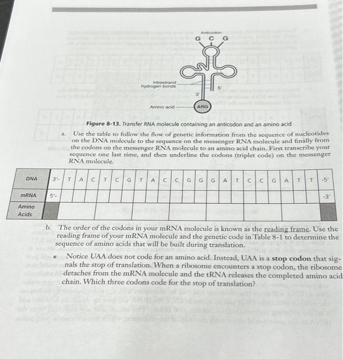 Figure 8-13. Transfer RNA molecule containing an | Chegg.com