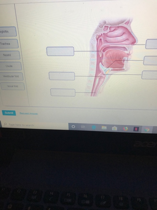 Solved biglottis Trachea Nostril Uvula Vestibular fold Vocal | Chegg.com