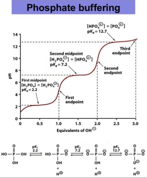 Solved 1) Prepare 3 L of a 0.5 M potassium phosphate buffer | Chegg.com