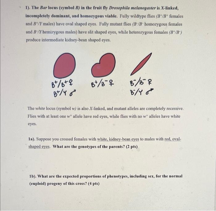 Solved 1). The Bar locus (symbol B) in the fruit fly | Chegg.com