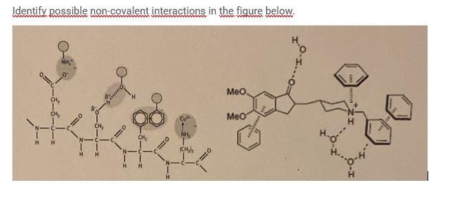 Solved Identify possible non-covalent interactions in the | Chegg.com