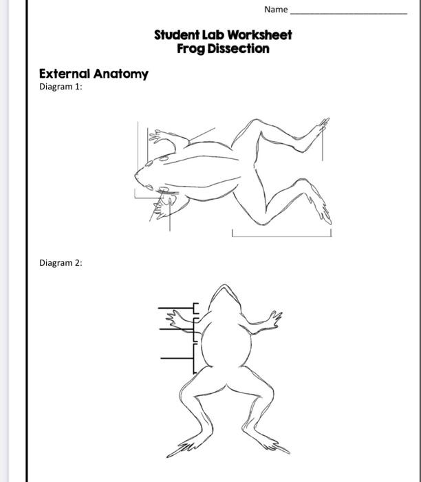 Anatomy Of Frog Dissection Labeled