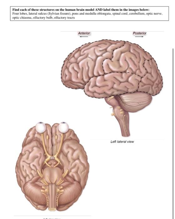 NERVOUS SYSTEM LAB HUMAN BRAIN ANATOMY 1. Label the | Chegg.com