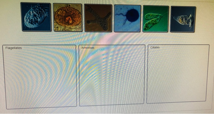 Solved Part J These micrographs show protozoa that are | Chegg.com Solved Part J These micrographs show protozoa that are | Chegg.com
