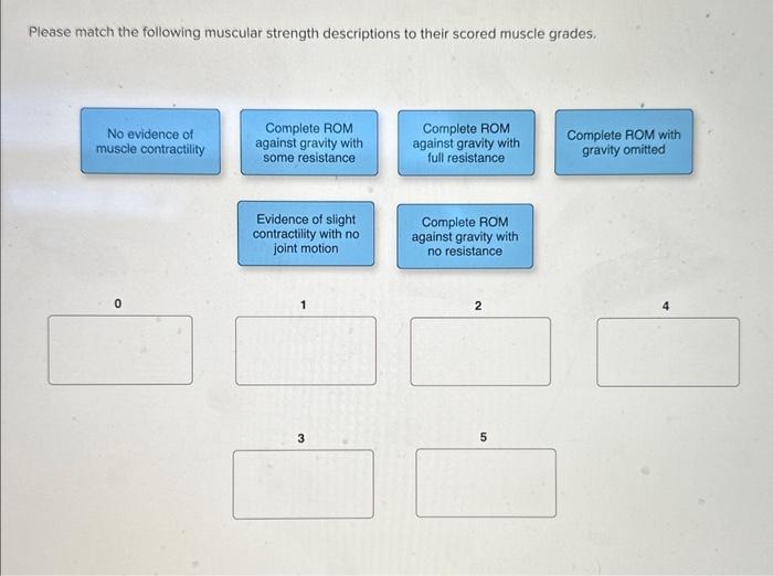 Solved Please match the following muscular strength | Chegg.com