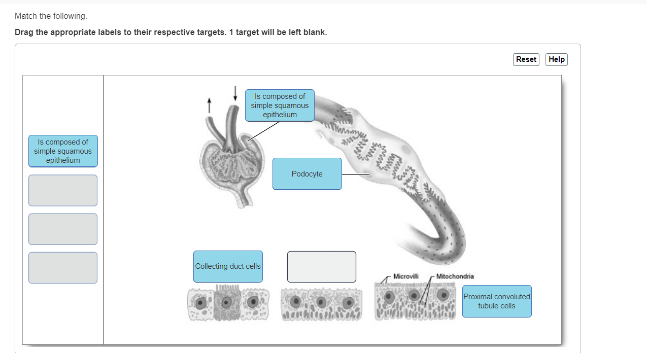 Solved Match the following.Drag the appropriate labels to | Chegg.com