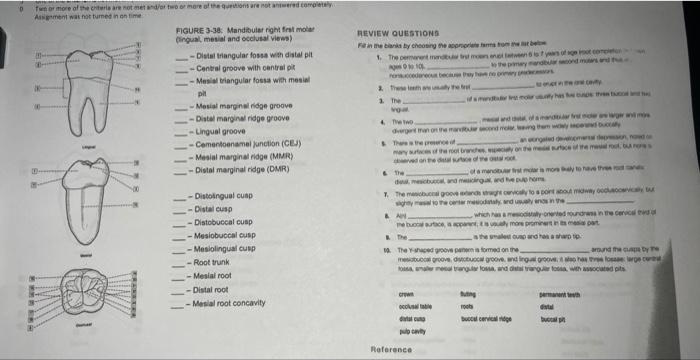 hewar rost - biesia roct - Mesial root eonceity | Chegg.com