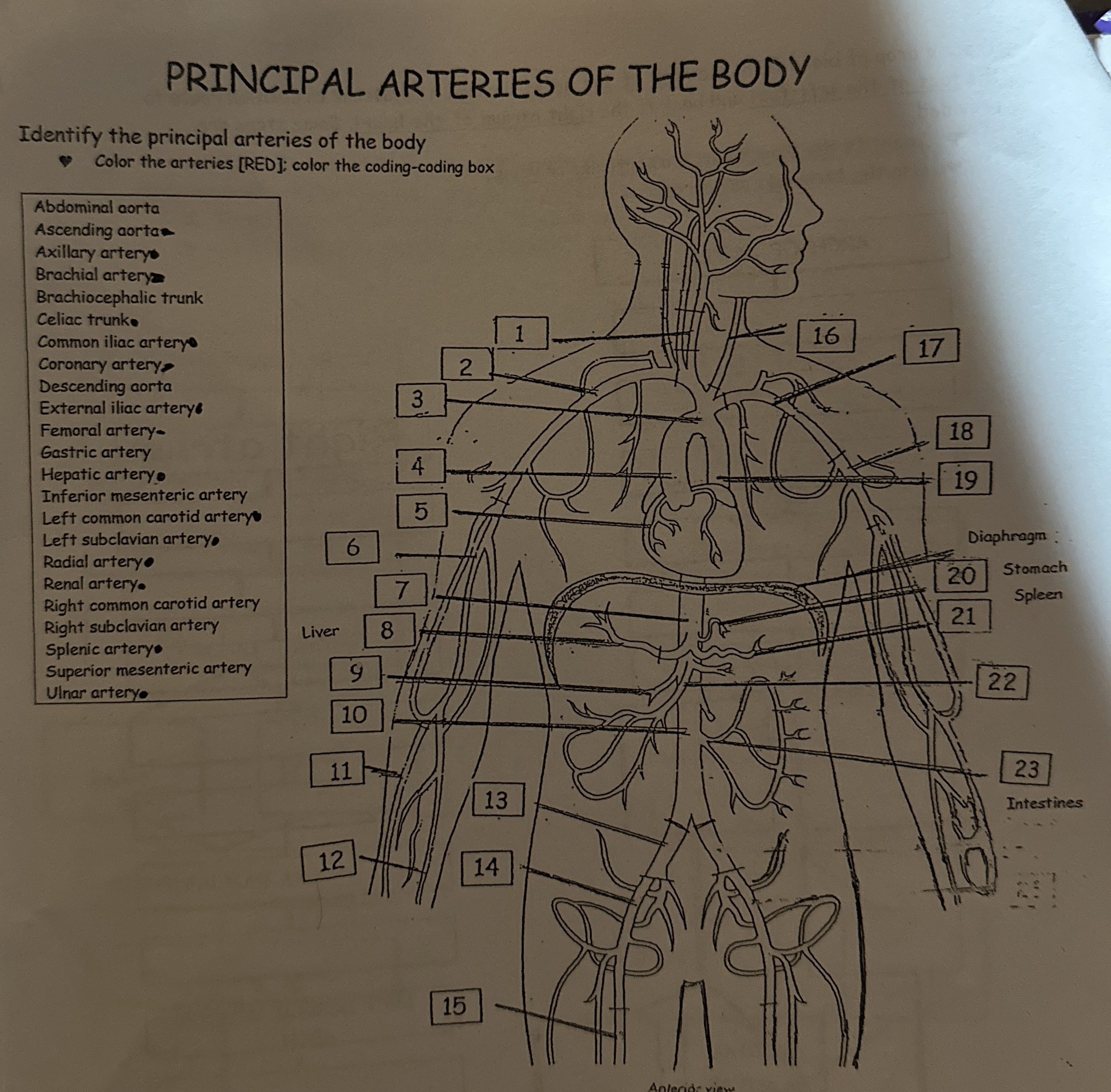 Solved PRINCIPAL ARTERIES OF THE BODYIdentify the principal | Chegg.com