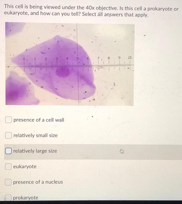 Solved This cell is being viewed under the 40x objective. Is | Chegg.com