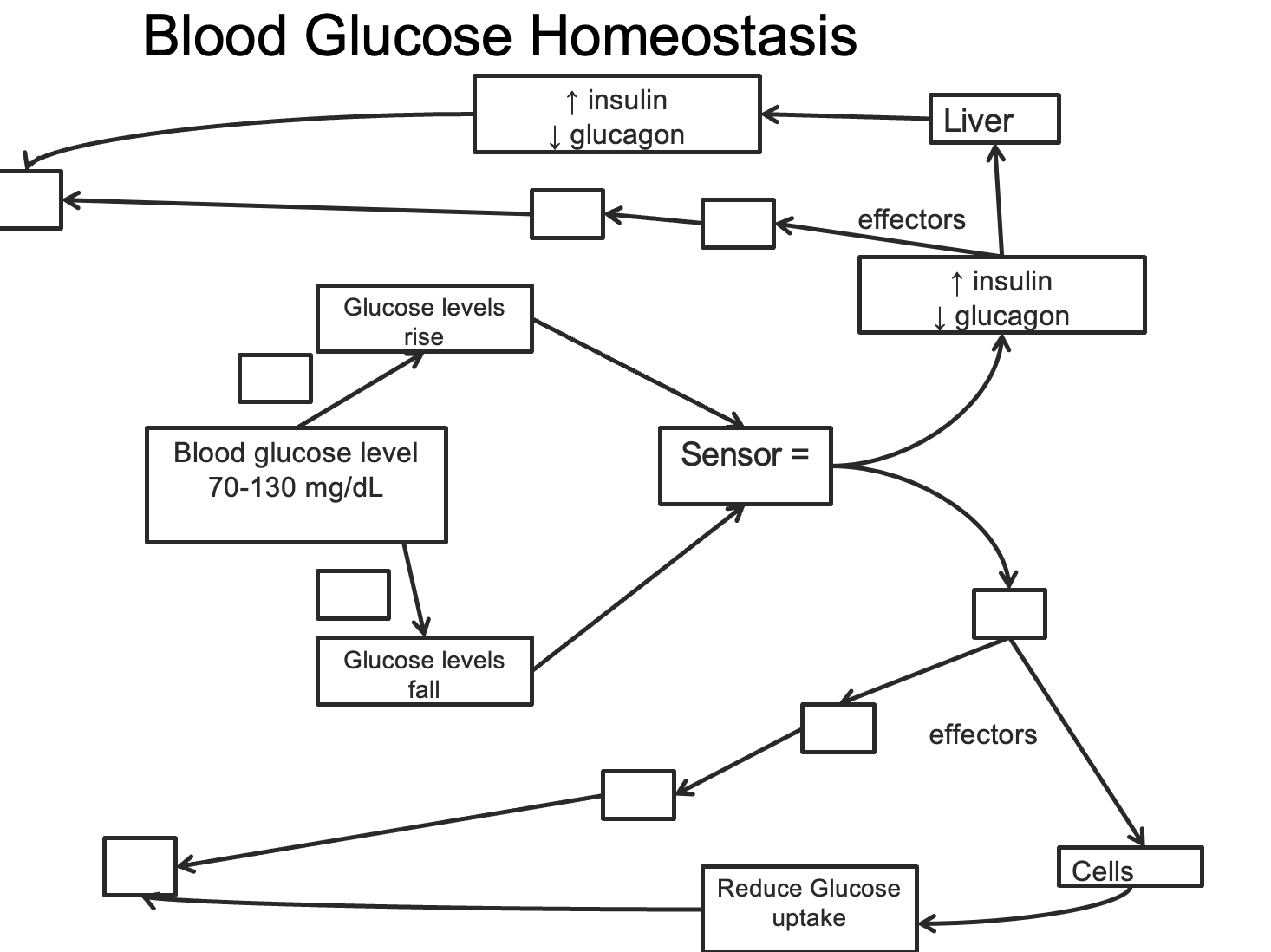 Solved Blood Glucose Homeostasis Word Bank:A. ﻿FastingB. | Chegg.com