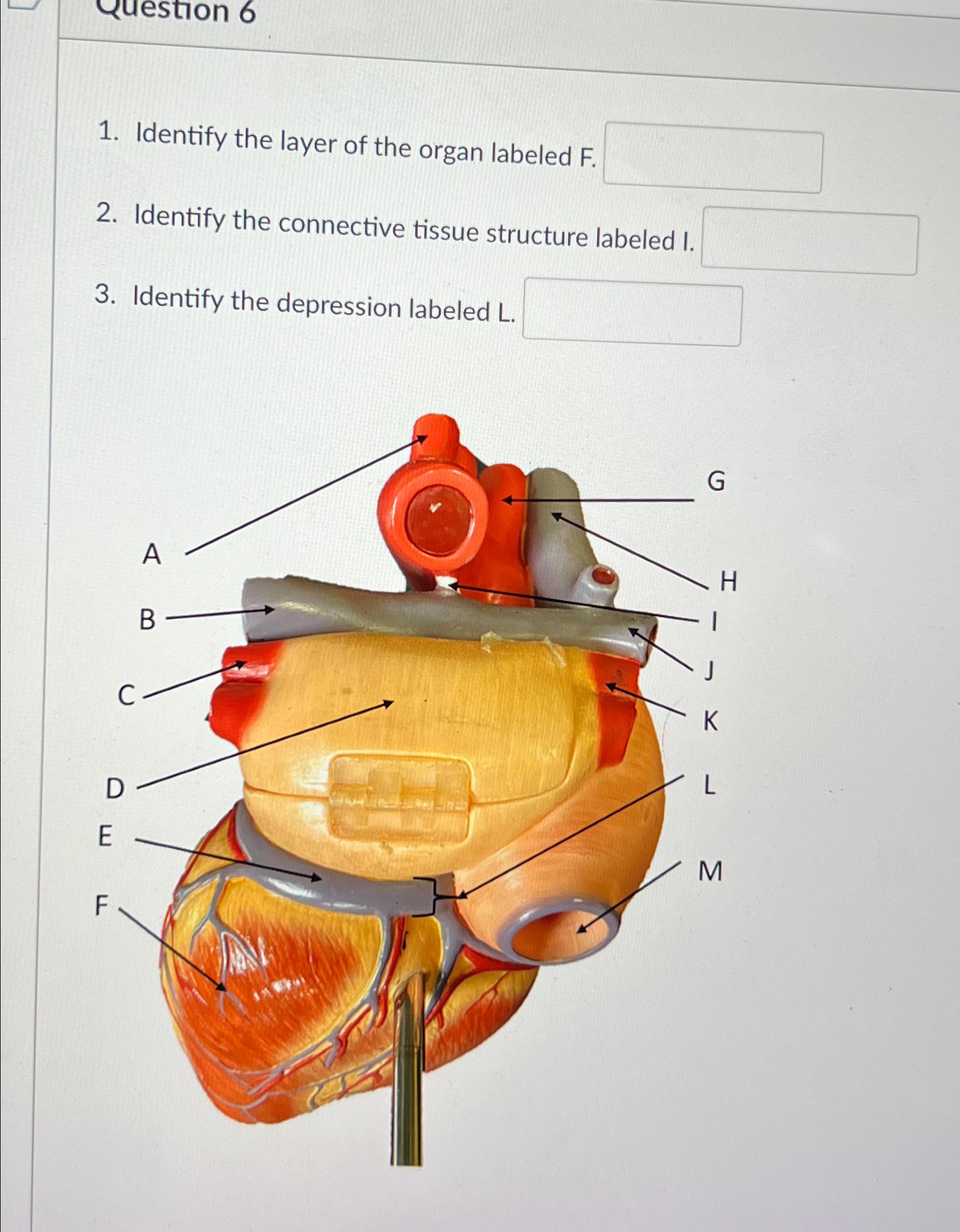 Solved Question 6Identify the layer of the organ labeled | Chegg.com