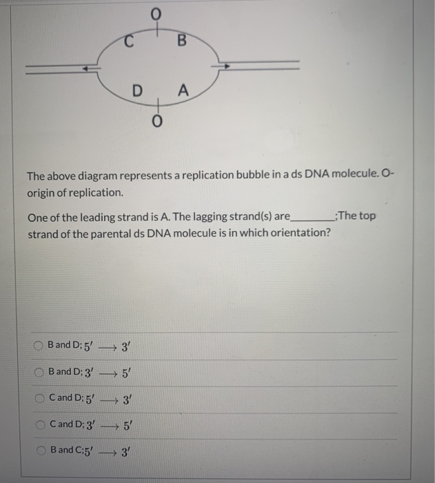 Solved The above diagram represents a replication bubble in | Chegg.com
