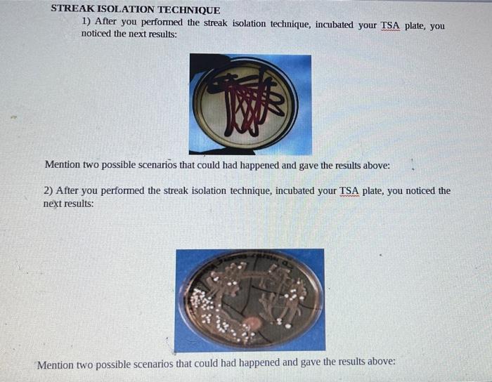 Solved STREAK ISOLATION TECHNIQUE 1) After you perfonned the | Chegg.com