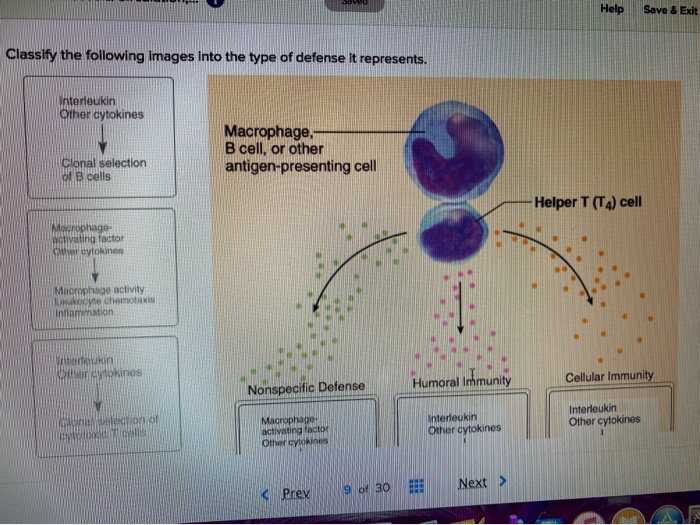 Solved Help Save & Exit Classify the following images into | Chegg.com