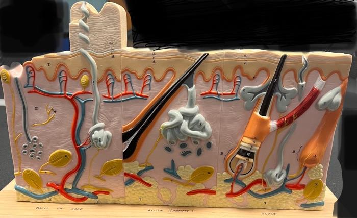 Solved label | Chegg.com