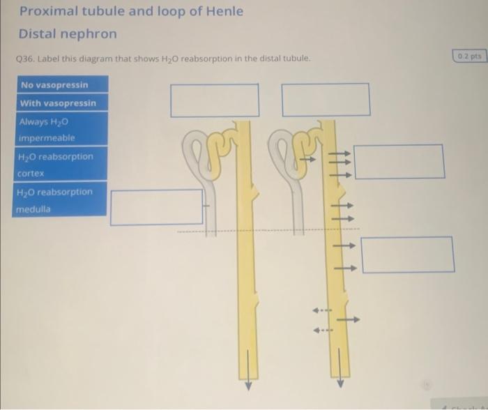 Solved Proximal tubule and loop of Henle Distal nephron | Chegg.com