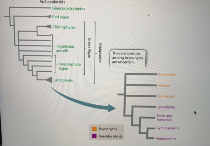 Solved Refer to the figure shown. Which of the groups is not | Chegg.com