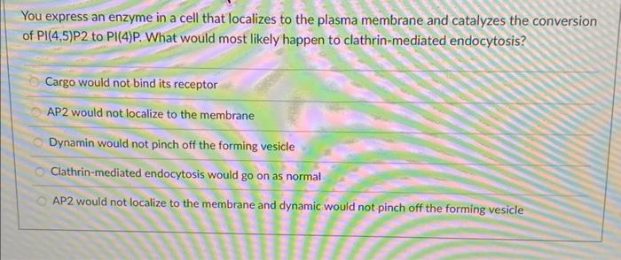Solved You express an enzyme in a cell that localizes to the | Chegg.com