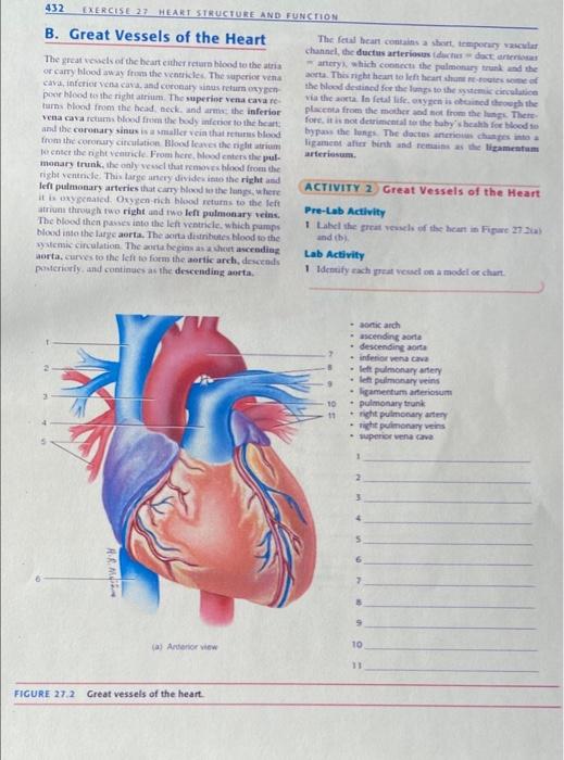 Solved 432 EXERCISE 27 HEART STRUCTURE AND FUNCTION B. Great | Chegg.com