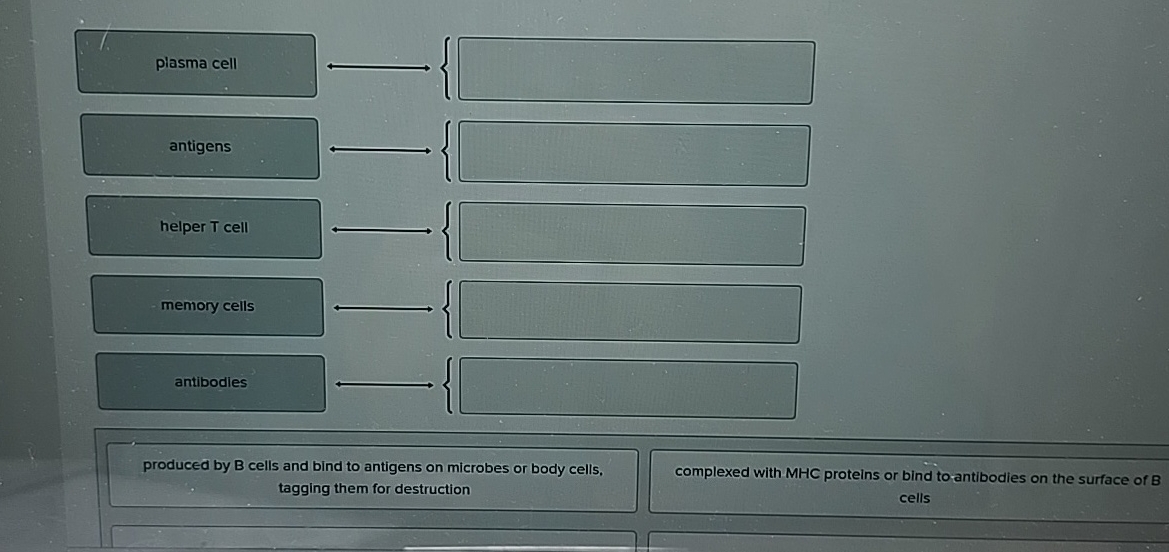 Solved produced by B ﻿cells and bind to antigens on microbes | Chegg.com