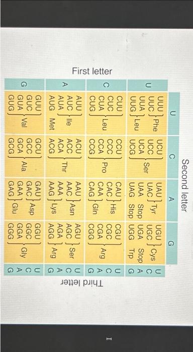 Solved (6) Complete the amino acids sequence that Template | Chegg.com