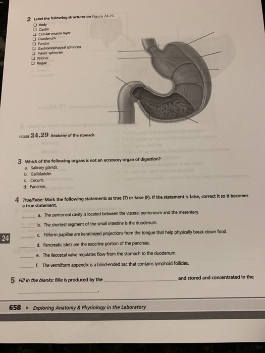 Solved 2 Label the following structures on Figure 24.29. | Chegg.com