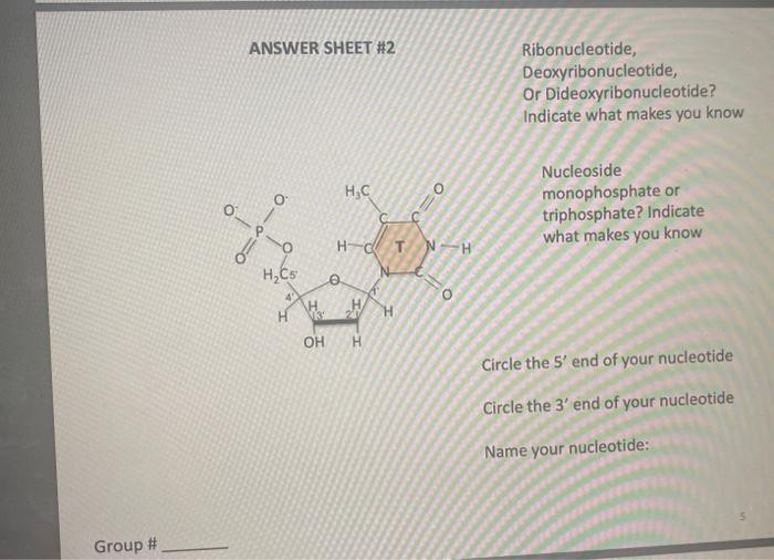Solved ANSWER SHEET \#2 Circle the 5′ end of your nucleotide | Chegg.com