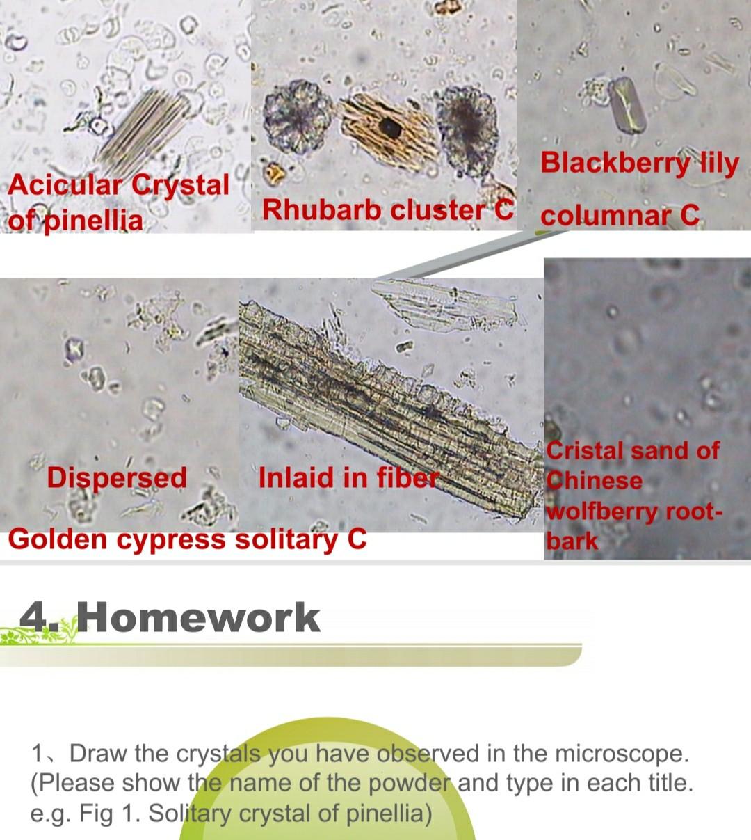 Solved (6) Dom Acicular Crystal of pinellia Blackberry lily | Chegg.com