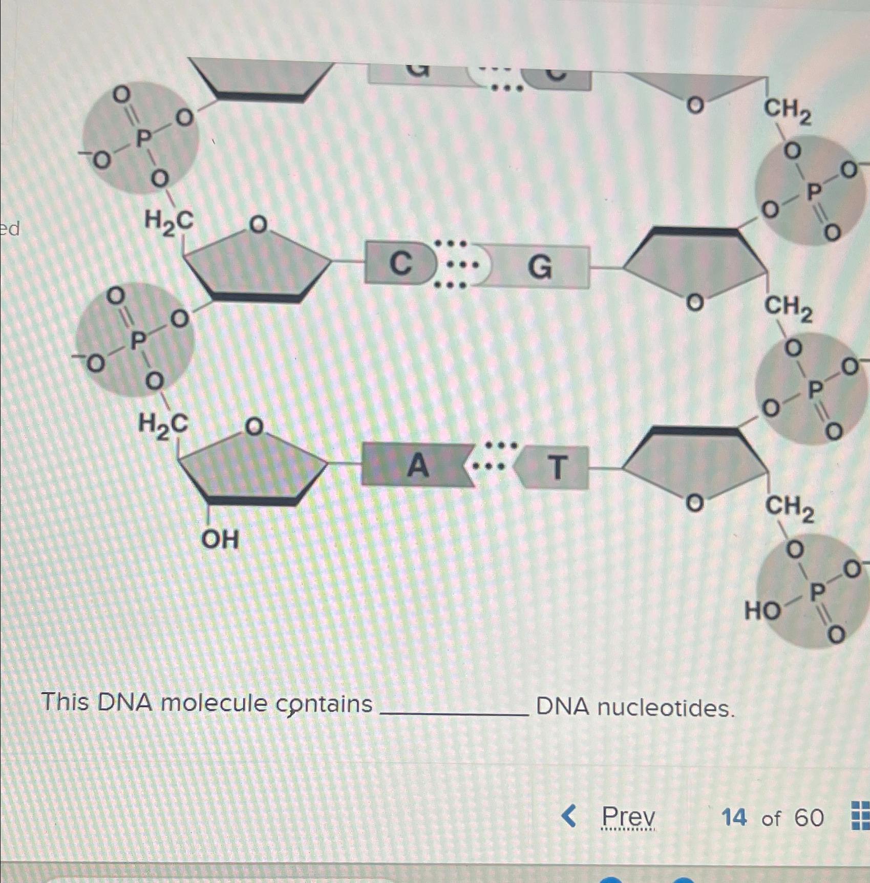 Solved This DNA molecule contains DNA nucleotides.Prev14 ﻿of | Chegg.com