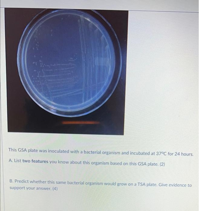 Solved Question 59 6 pts This GSA plate was inoculated with | Chegg.com