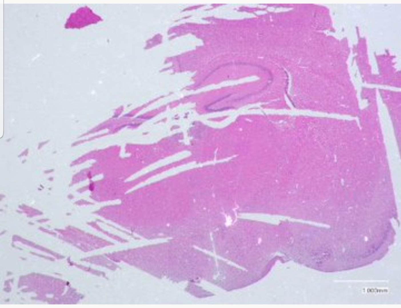 Solved Analyse and interpret the below samples stained | Chegg.com