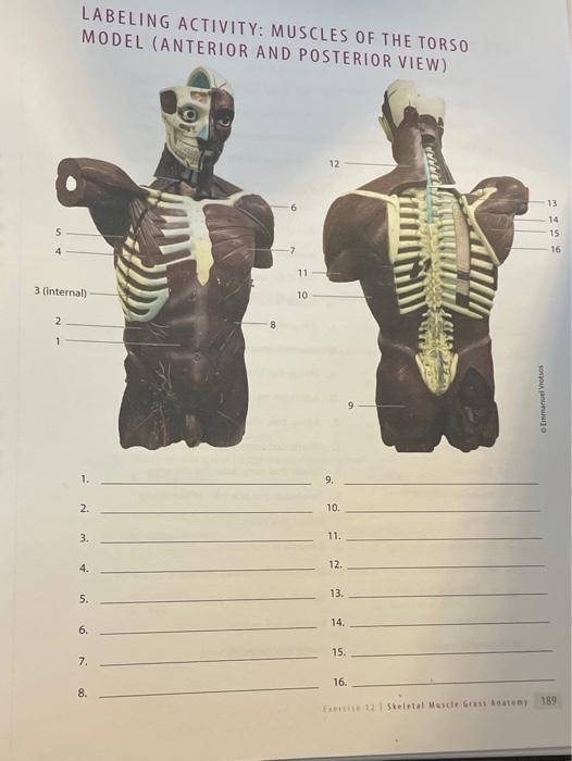 Solved LABELING ACTIVITY: MUSCLES OF THE TORSO MODEL | Chegg.com