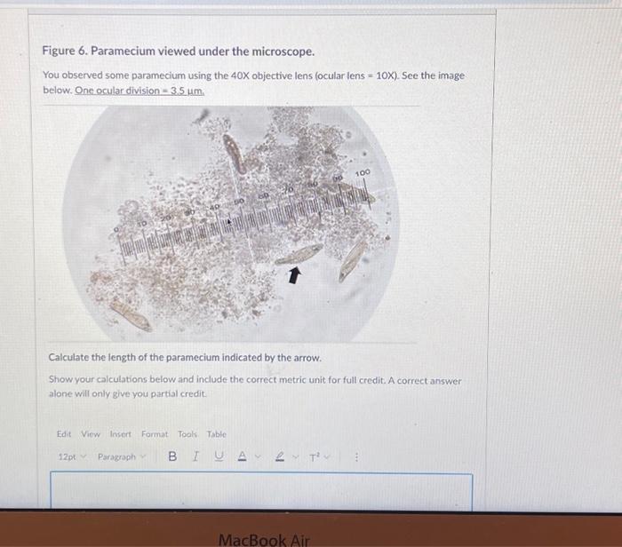 Solved Figure 6. Paramecium viewed under the microscope. You | Chegg.com