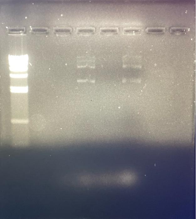 Solved Isolation and Restriction of Plasmid DNA (pGEX-2T)The | Chegg.com