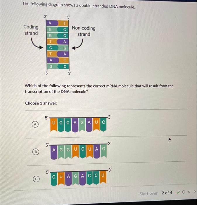 Solved The following diagram shows a double-stranded DNA | Chegg.com