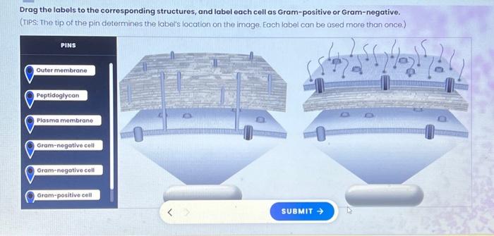 Drag the labels to the corresponding structures, and | Chegg.com