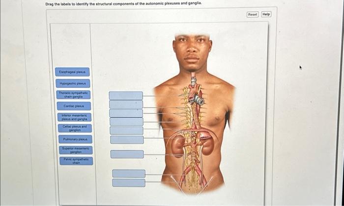 Solved Drag the labels to identify the structural components | Chegg.com