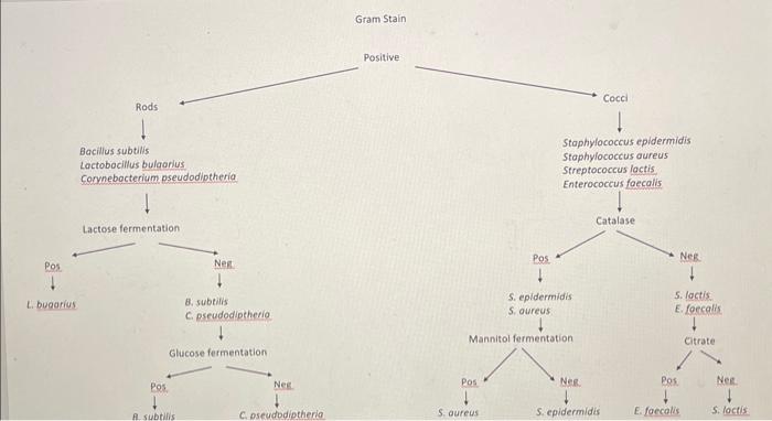 Solved Gram Stain Positive Staphylococcus epidermidis | Chegg.com