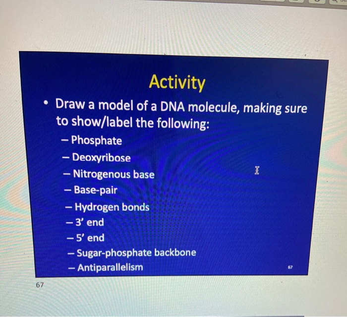 Solved Activity • Draw a model of a DNA molecule, making | Chegg.com