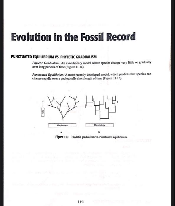 Evolution in the Fossil Record PUNCTUATED EQUILIBRIUM | Chegg.com
