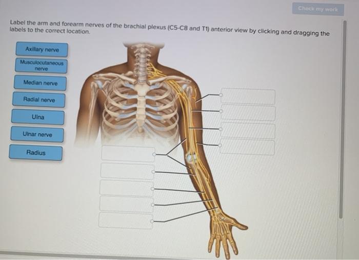 Solved Check my work Label the arm and forearm nerves of the | Chegg.com