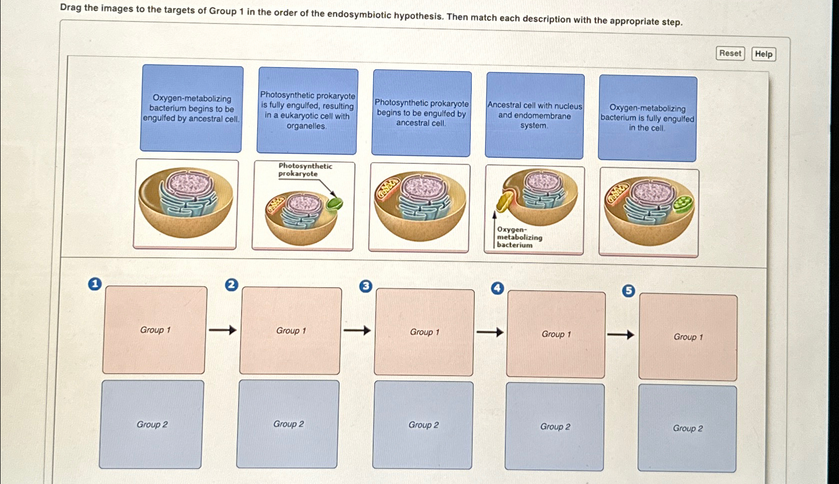 Solved Drag the images to the targets of Group 1 ﻿in the | Chegg.com