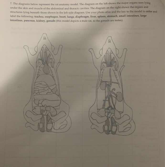 Solved The diagrams below represent the rat anatomy model. | Chegg.com