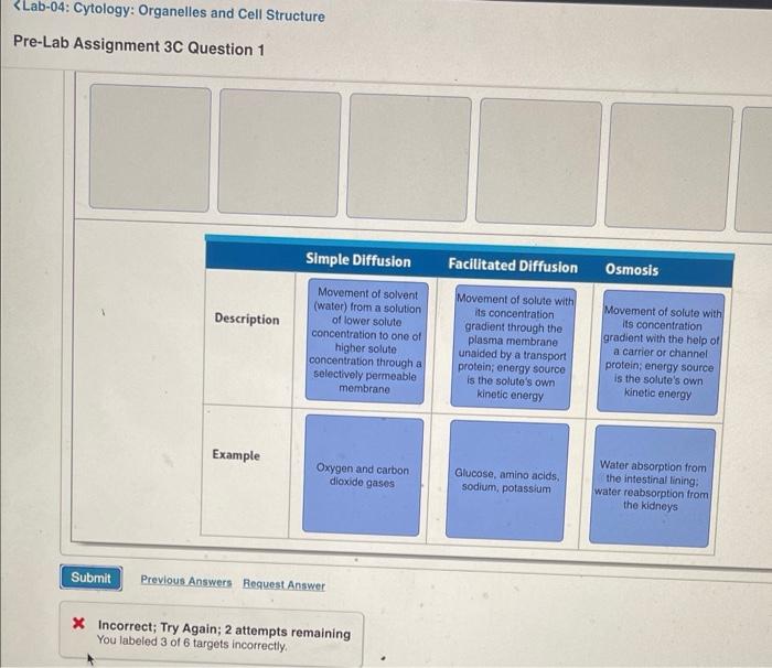 Incorrect; Try Again; 2 attempts remaining You | Chegg.com
